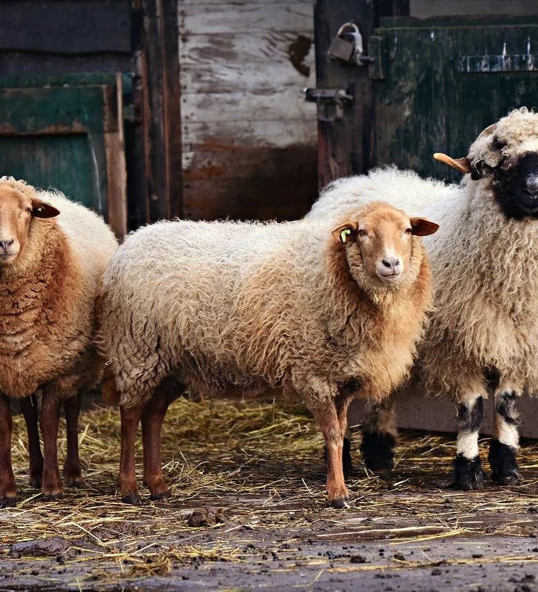 Why wool? – RAHATNOOK